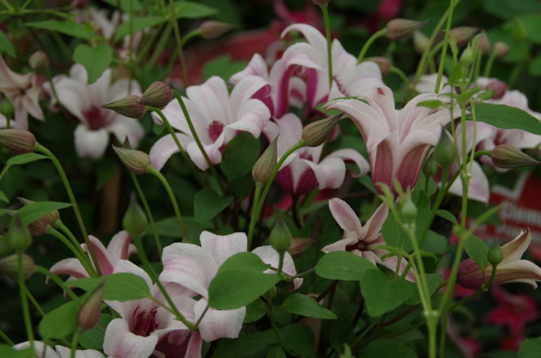 Clematis 'Princess Kate' (='Zoprika') - Bosrank | De Tuinen van Appeltern