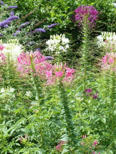 Cleome spinosa - Kattensnor | De Tuinen van Appeltern