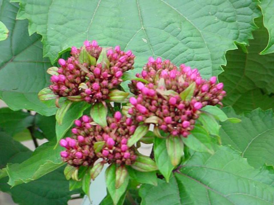 Clerodendrum bungei - Kansenboom, pindakaasstruik | De Tuinen van Appeltern