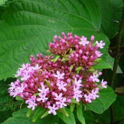 Clerodendrum bungei - Kansenboom, pindakaasstruik | De Tuinen van Appeltern
