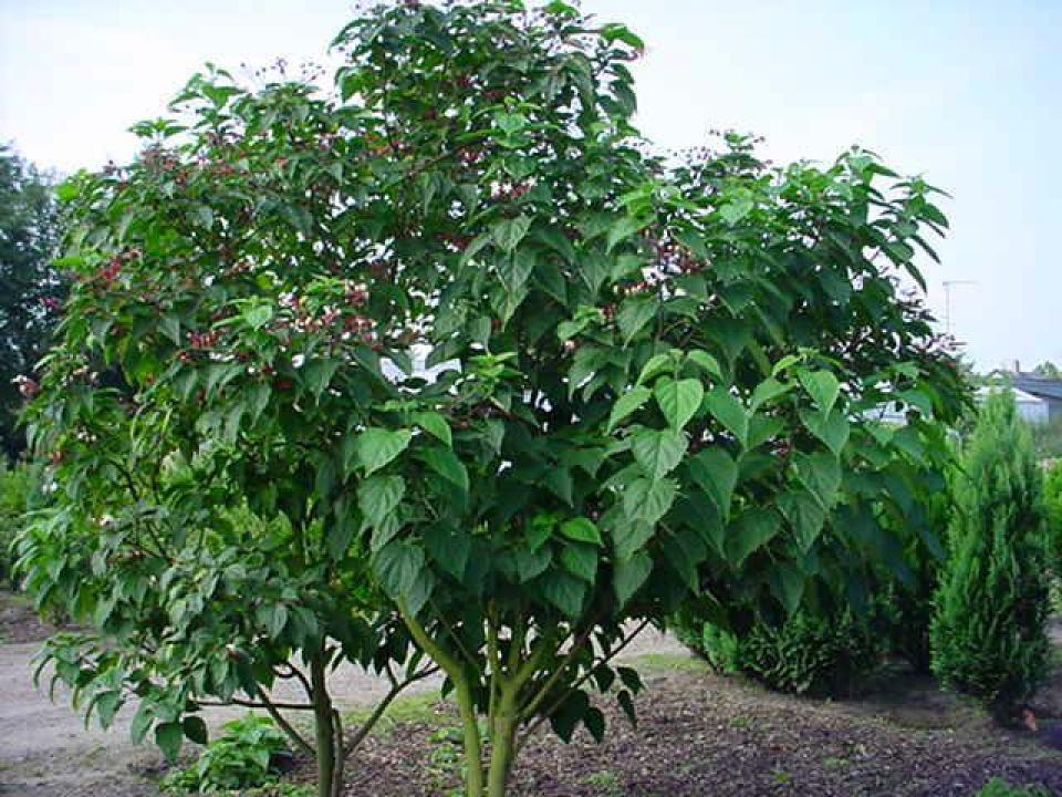Clerodendrum trichotomum - Kansenboom, pindakaasboom | De Tuinen van ...