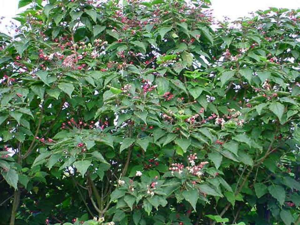 Clerodendrum trichotomum - Kansenboom, pindakaasboom | De Tuinen van ...