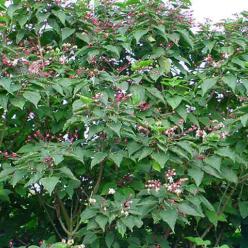 Clerodendrum trichotomum - Kansenboom, pindakaasboom | De Tuinen van ...