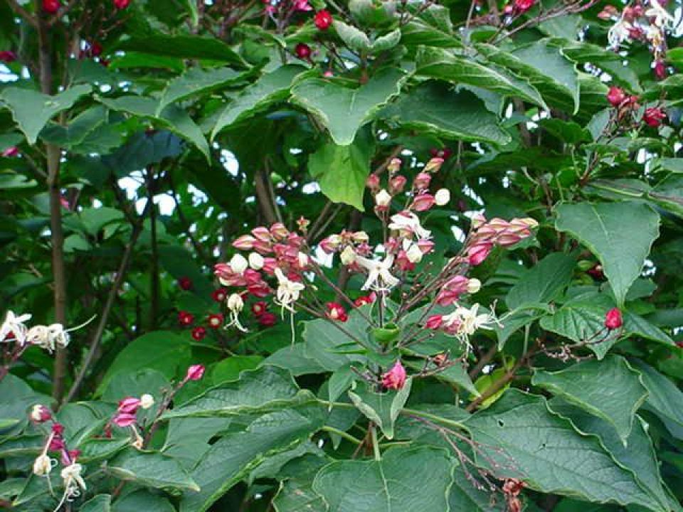 Clerodendrum trichotomum - Kansenboom, pindakaasboom | De Tuinen van ...
