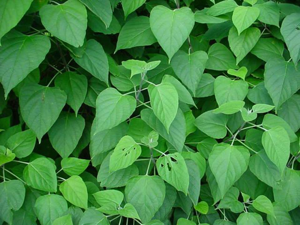 Clerodendrum trichotomum - Kansenboom, pindakaasboom | De Tuinen van ...