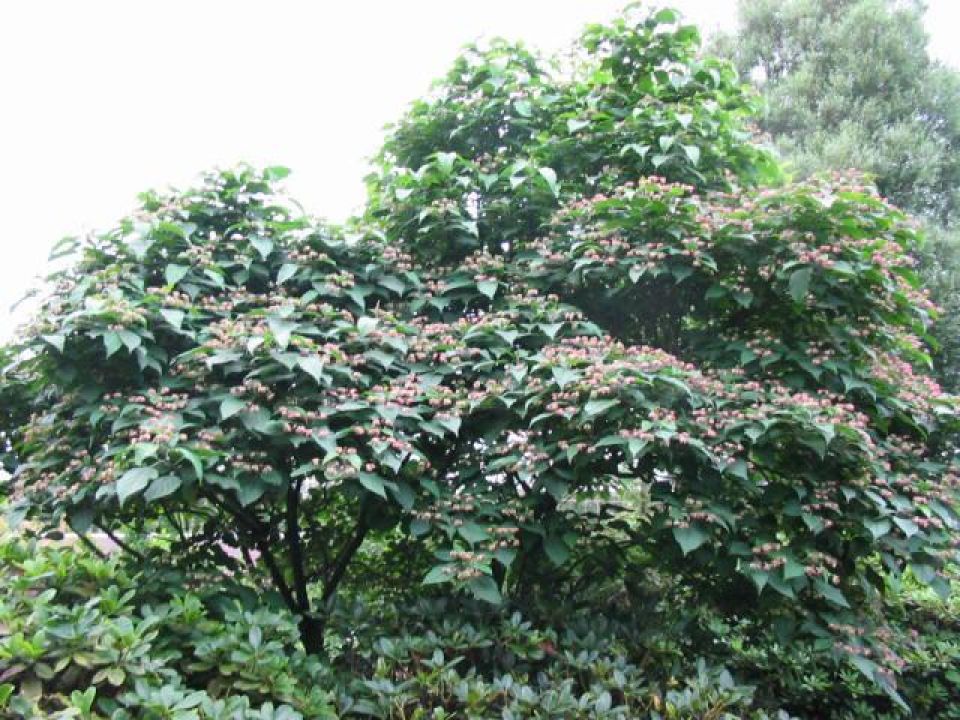Clerodendrum trichotomum - Kansenboom, pindakaasboom | De Tuinen van ...