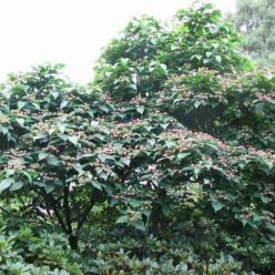Clerodendrum trichotomum - Kansenboom, pindakaasboom | De Tuinen van ...