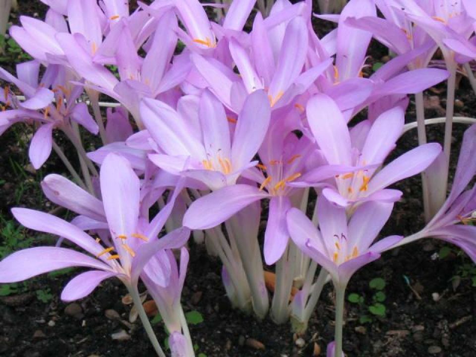 Colchicum autumnale - Herfsttijloos | De Tuinen van Appeltern