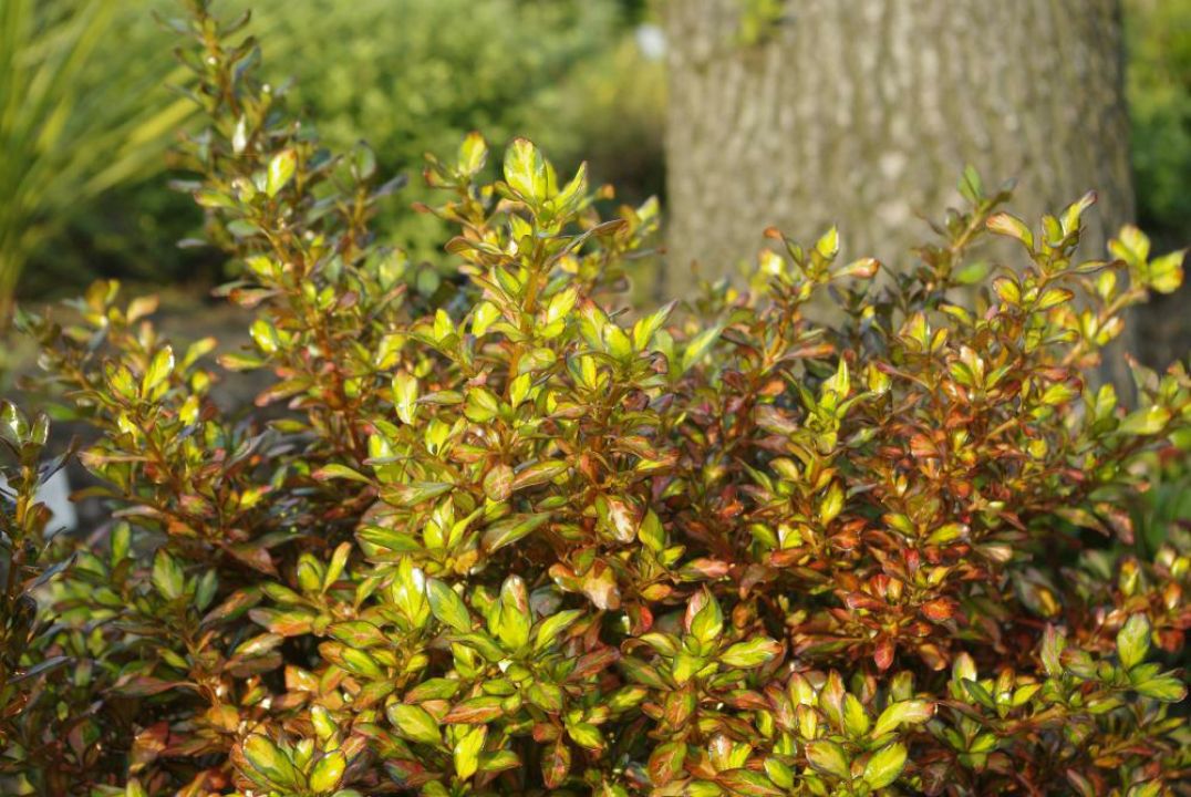 Coprosma 'Evening Glow' - Spiegelplant | De Tuinen van Appeltern