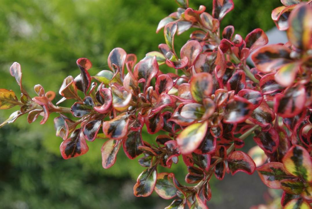 Coprosma 'Inferno' - Spiegelplant | De Tuinen van Appeltern