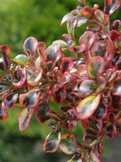Coprosma 'Inferno' - Spiegelplant | De Tuinen van Appeltern