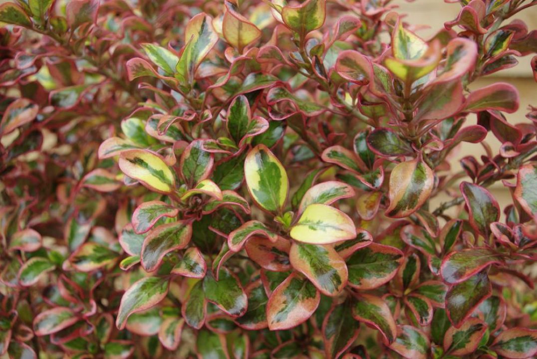 Coprosma 'Inferno' - Spiegelplant | De Tuinen van Appeltern