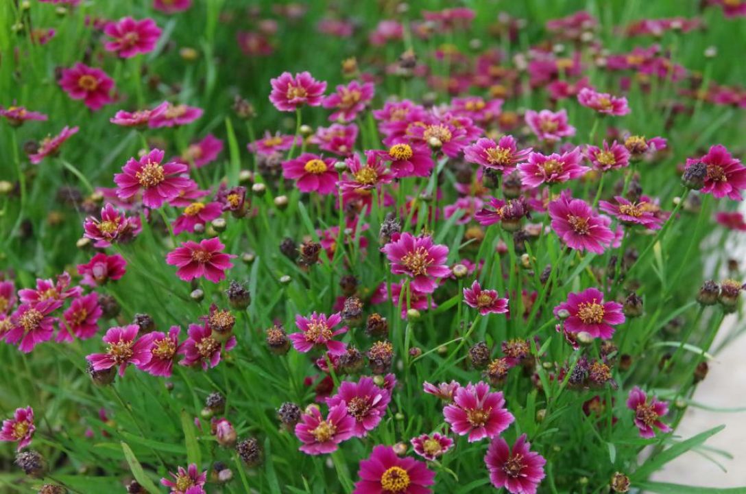 Coreopsis 'Twinklebells Purple' (='Uritw01') - Meisjesogen | De Tuinen ...