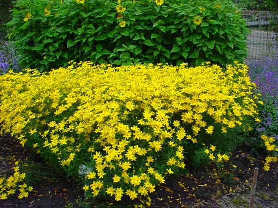 Coreopsis verticillata 'Grandiflora' - Meisjesogen | De Tuinen van ...
