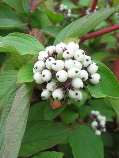 Cornus alba 'Sibirica' - Witte kornoelje | De Tuinen van Appeltern