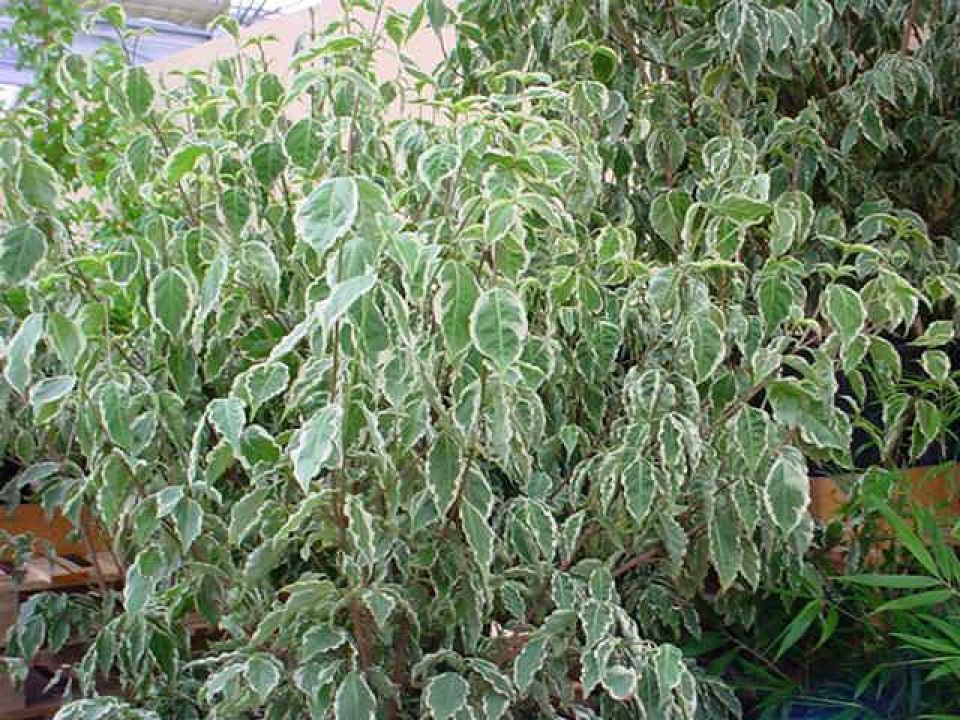 Cornus kousa 'Samaritan' (='Samzam') - Kornoelje | De Tuinen van Appeltern