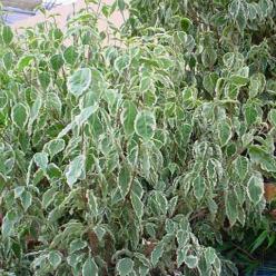 Cornus kousa 'Samaritan' (='Samzam') - Kornoelje | De Tuinen van Appeltern