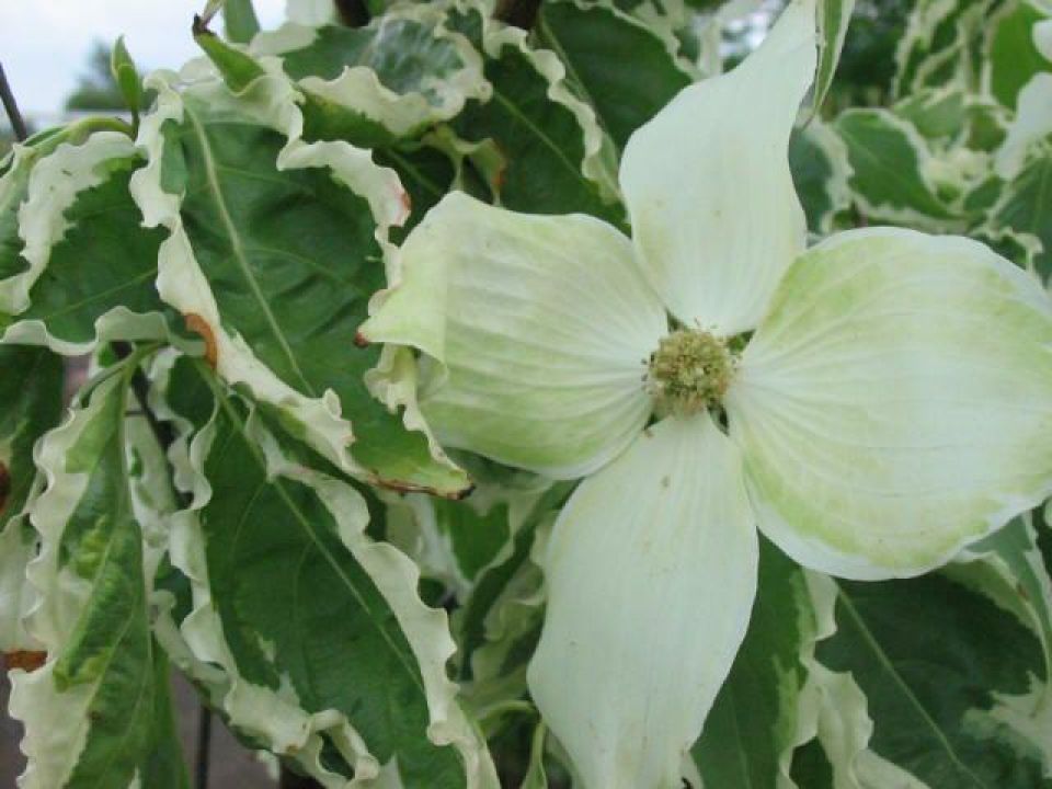 Cornus kousa 'Samaritan' (='Samzam') - Kornoelje | De Tuinen van Appeltern