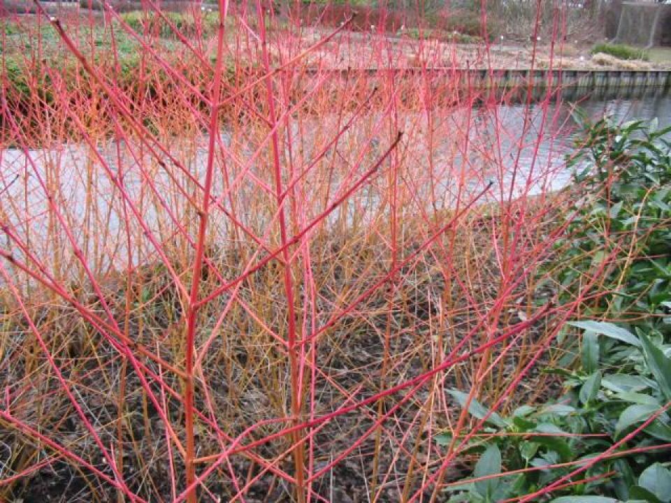 Cornus ´Winter Beauty' - Kornoelje, rode kornoelje | De Tuinen van ...