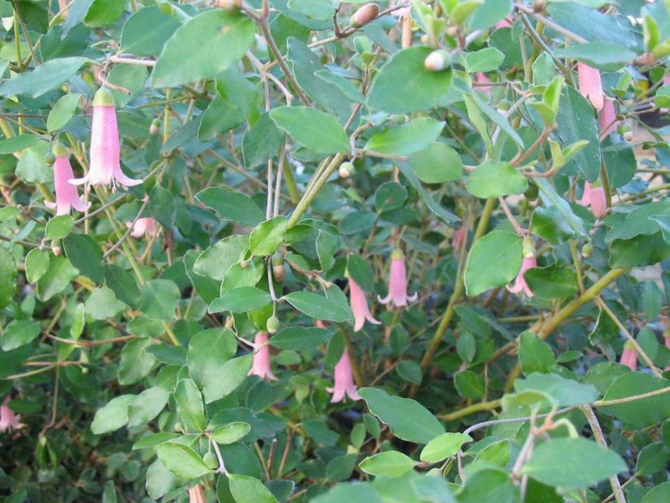 Correa 'Dusky Bells' - | De Tuinen van Appeltern