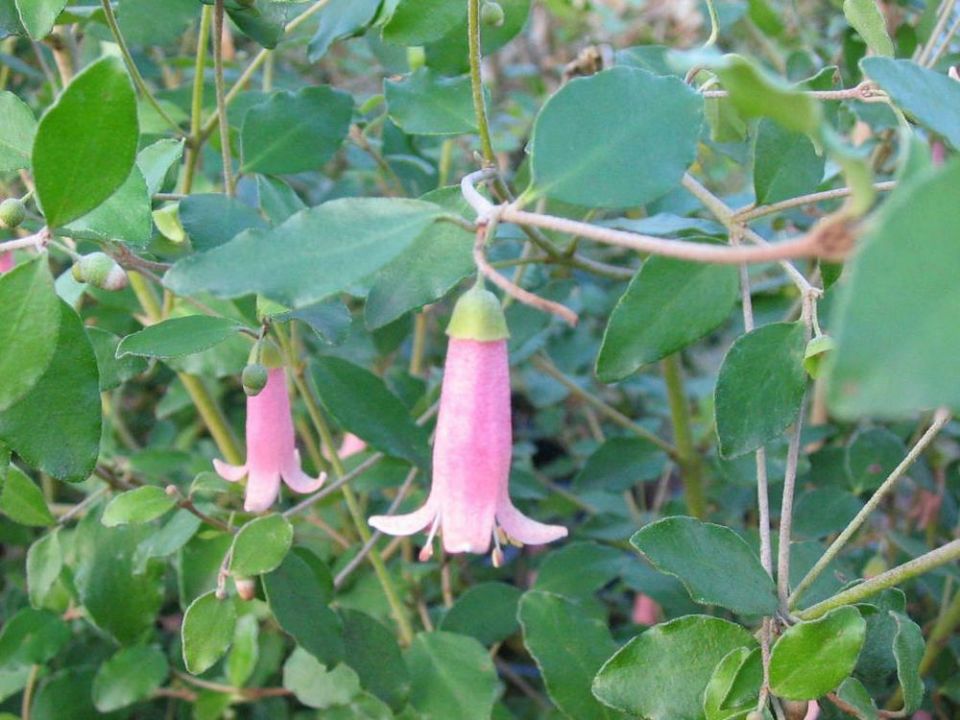 Correa 'Dusky Bells' - | De Tuinen van Appeltern