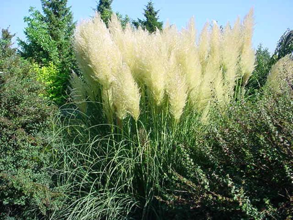 Cortaderia selloana 'Pumila' - Pampasgras | De Tuinen van Appeltern