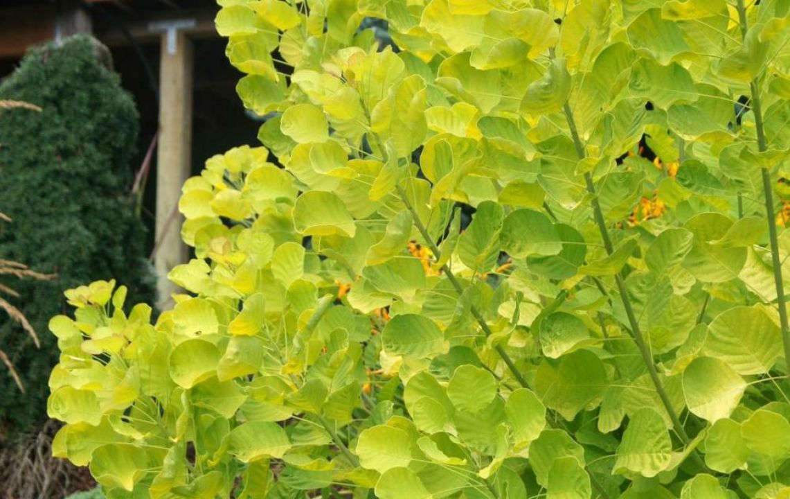 Cotinus coggygria 'Golden Spirit' (='Ancot') - Pruikeboom | De Tuinen ...