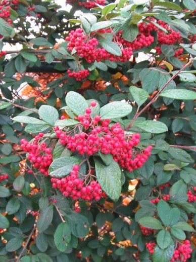 Cotoneaster lacteus - Dwergmispel | De Tuinen van Appeltern