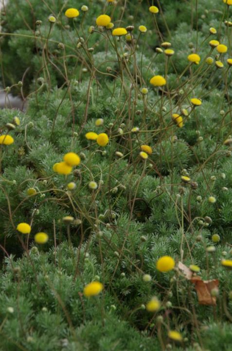 Cotula hispida - Goudknopje , Vedermos | De Tuinen van Appeltern