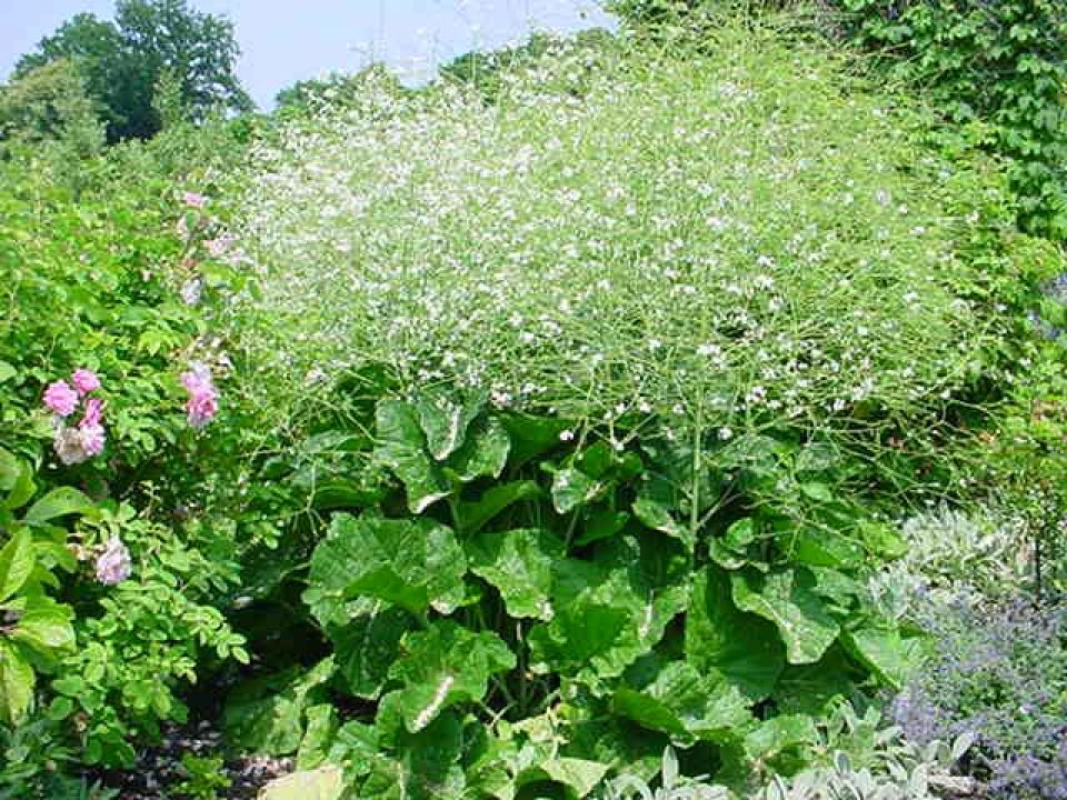 Crambe cordifolia - Kaukasus | De Tuinen van Appeltern