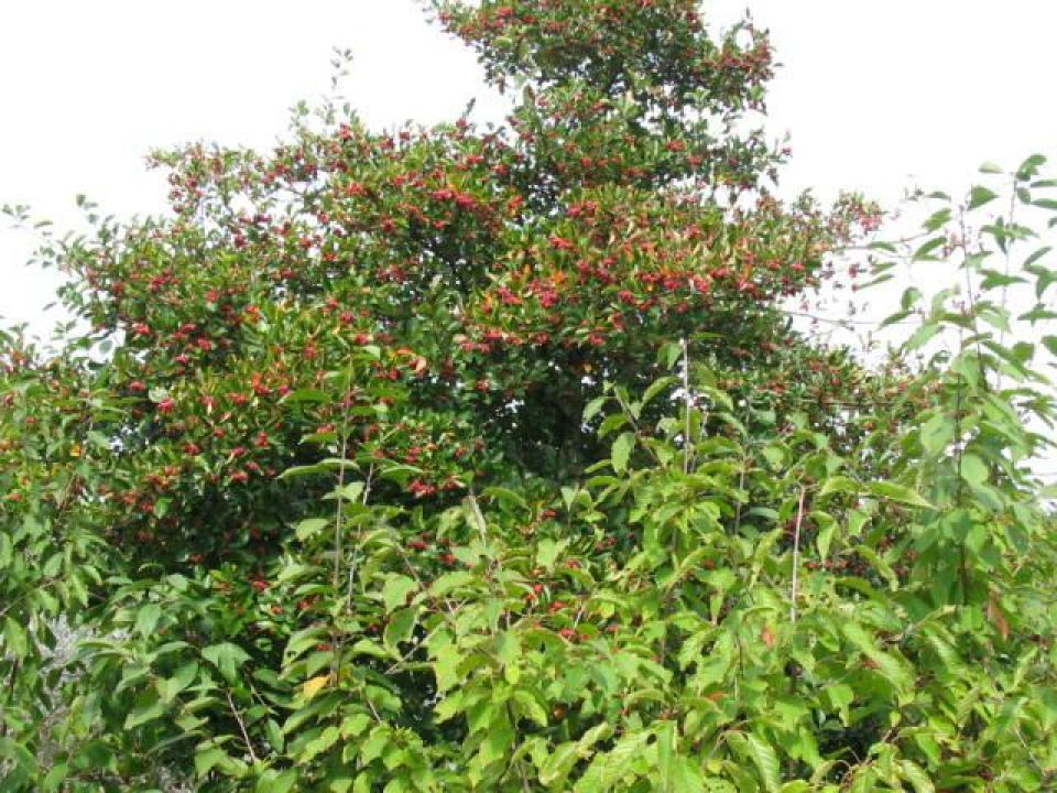 Crataegus persimilis 'Splendens' - Meidoorn , Pruimbladige meidoorn ...