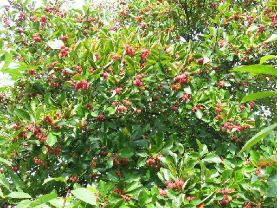 Crataegus persimilis 'Splendens' - Meidoorn , Pruimbladige meidoorn ...