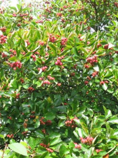 Crataegus persimilis 'Splendens' - Meidoorn , Pruimbladige meidoorn ...