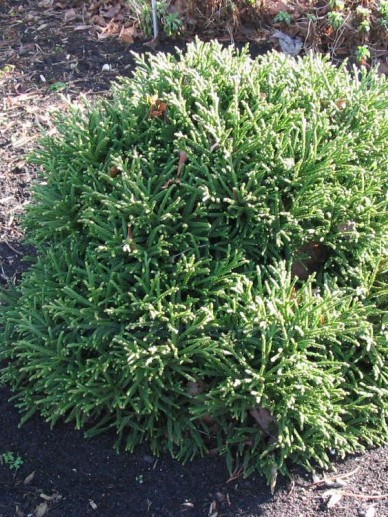 Cryptomeria japonica 'Little Champion' - Japanse cypres | De Tuinen van ...