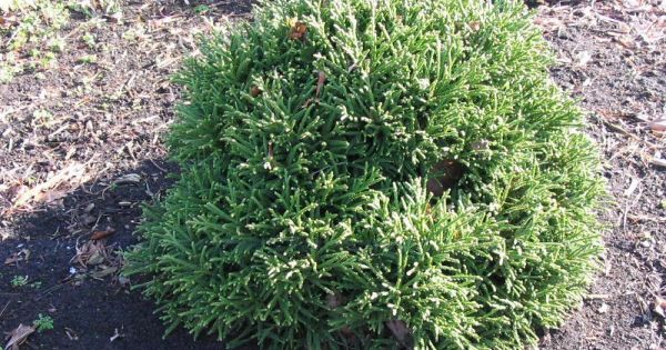 Cryptomeria japonica 'Little Champion' - Japanse cypres | De Tuinen van ...