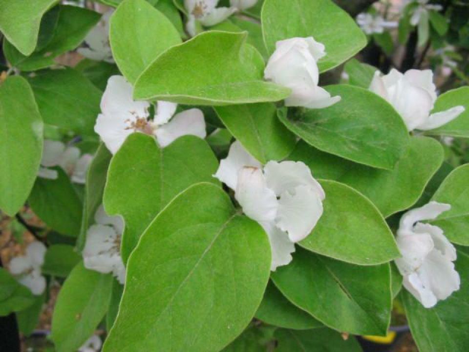 Cydonia oblonga 'Champion' - Gewone kwee , Kweepeer | De Tuinen van ...