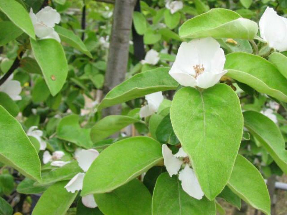 Cydonia oblonga 'Champion' - Gewone kwee , Kweepeer | De Tuinen van ...