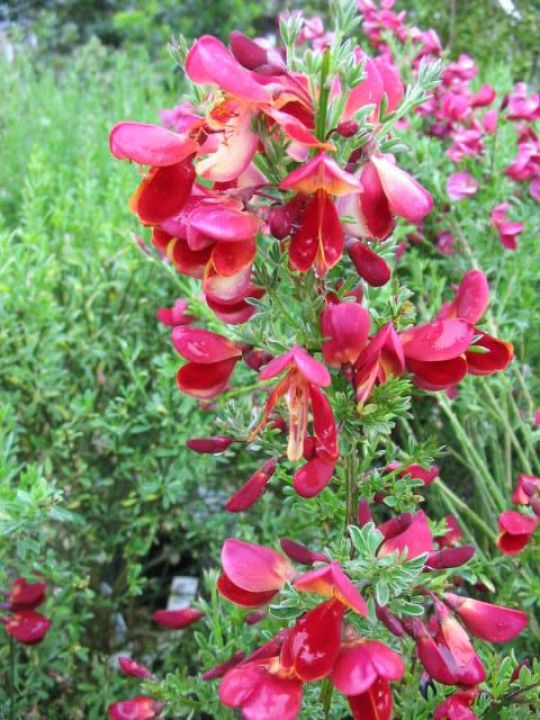 Cytisus 'Red Wings' - Bezembrem , Geiteklaver | De Tuinen van Appeltern