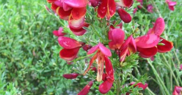 Cytisus 'Red Wings' - Bezembrem , Geiteklaver | De Tuinen van Appeltern