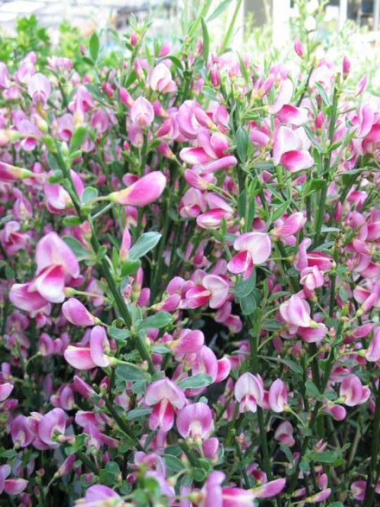 Cytisus 'Zeelandia' - Brem , Geiteklaver | De Tuinen van Appeltern