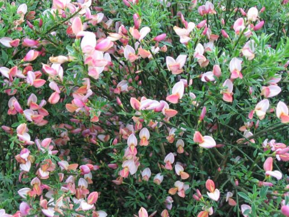 Cytisus 'Zeelandia' - Brem , Geiteklaver | De Tuinen van Appeltern
