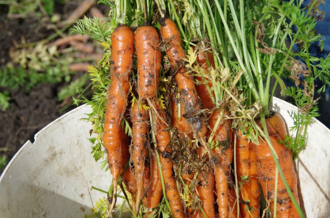 Daucus carota - Wortel , Peen | De Tuinen van Appeltern