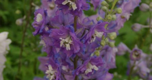 Delphinium 'Camelliard' - Ridderspoor | De Tuinen van Appeltern