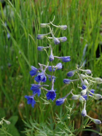 Delphinium 'Völkerfrieden' - Ridderspoor | De Tuinen van Appeltern