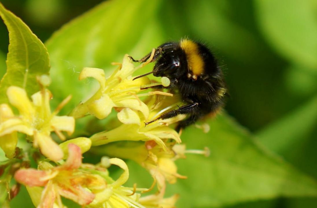 Diervilla rivularis 'Honeybee' (='DIWIBRU01') - | De Tuinen van Appeltern