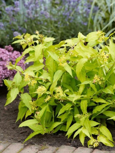 Diervilla rivularis 'Honeybee' (='DIWIBRU01') - | De Tuinen van Appeltern