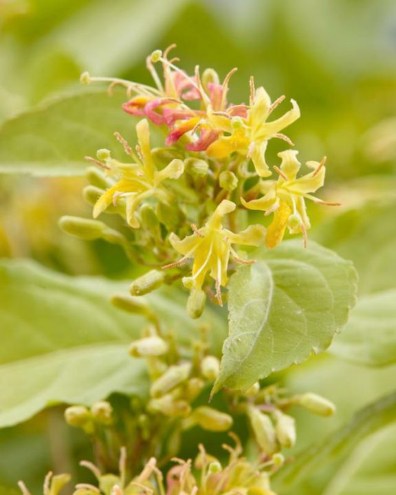 Diervilla rivularis 'Honeybee' (='DIWIBRU01') - | De Tuinen van Appeltern