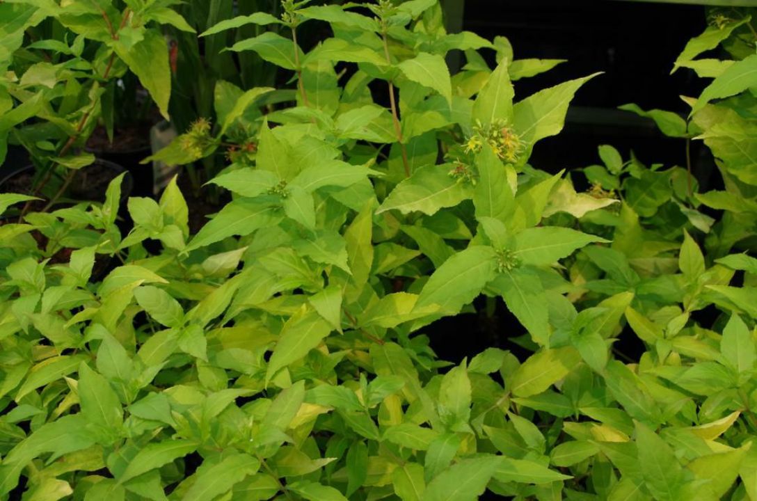 Diervilla rivularis 'Honeybee' (='DIWIBRU01') - | De Tuinen van Appeltern