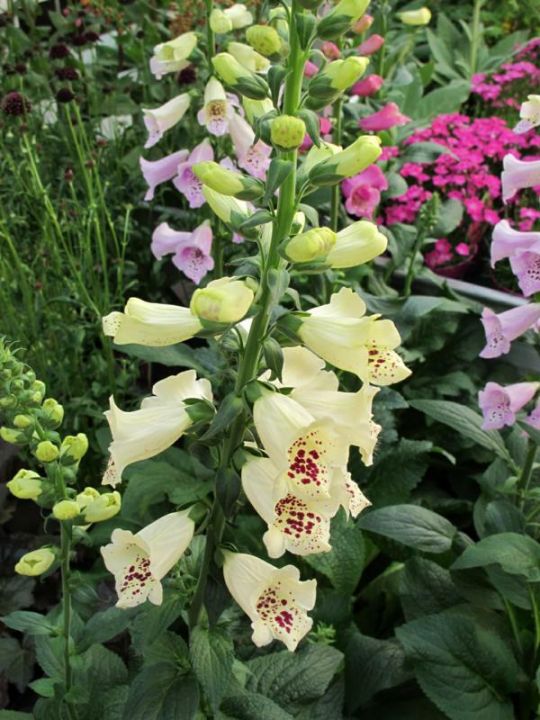 Digitalis purpurea 'Camelot Cream' - Vingerhoedskruid | De Tuinen van ...
