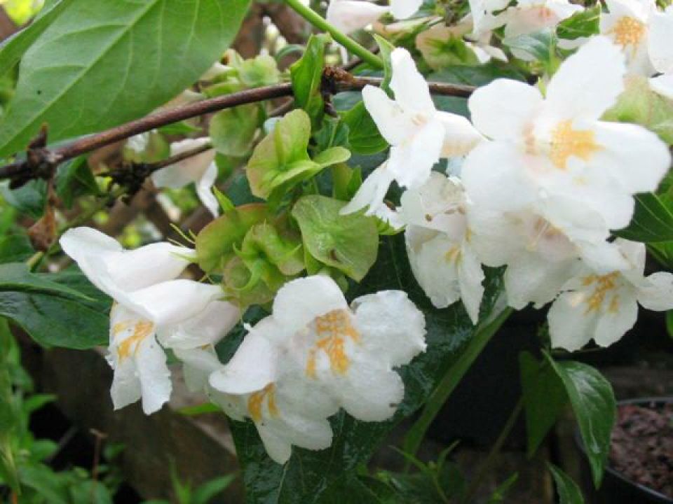 Dipelta floribunda - | De Tuinen van Appeltern